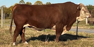 JMS Polled Herefords - Polled Herefords, Victor Domino